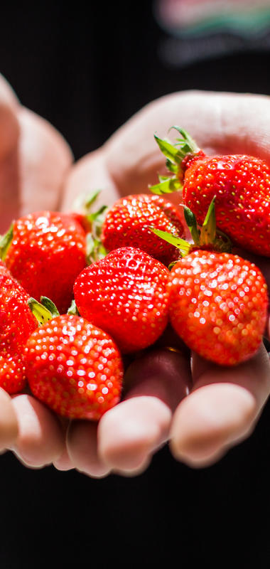 La fraise gariguette bretonne | Fruits Prince de Bretagne