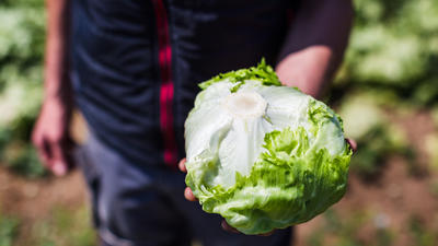 La salade iceberg | Légumes maraîchers Prince de Bretagne