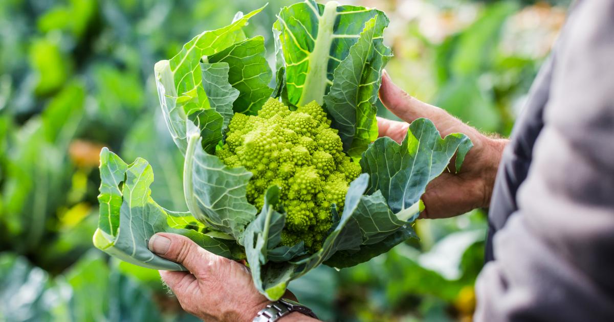 Le chou romanesco | Légumes maraîchers Prince de Bretagne