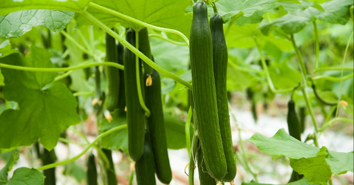 Le concombre | Légumes maraîchers Prince de Bretagne