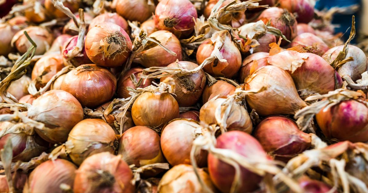 L'oignon rosé de Bretagne | Condiment Prince de Bretagne