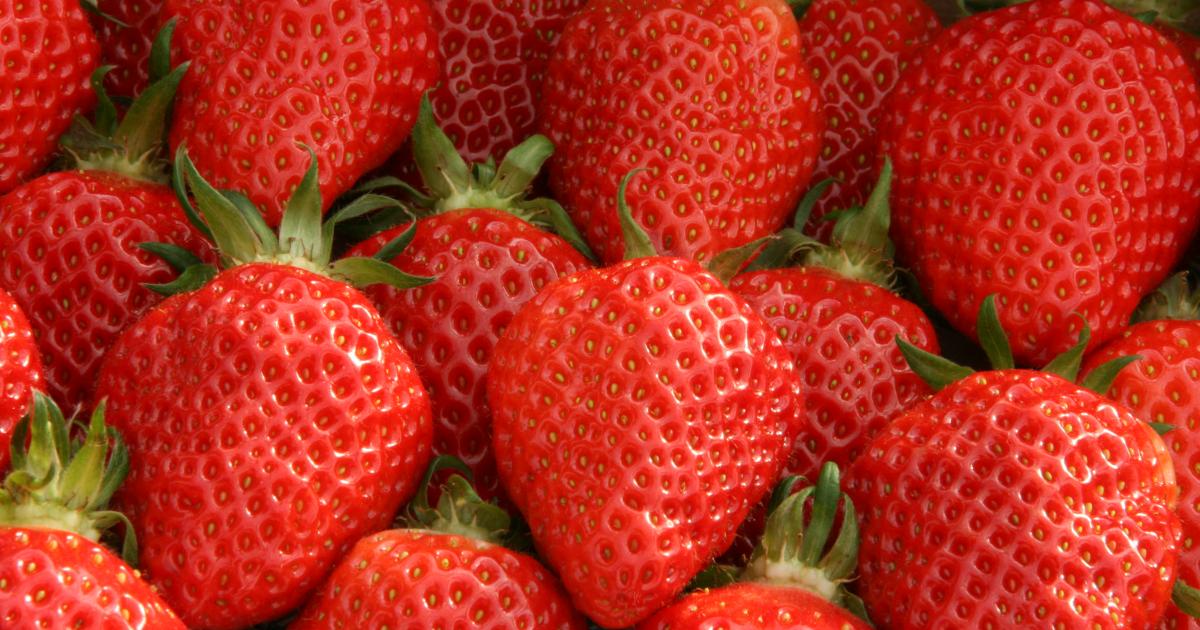 La fraise magnum bretonne | Fruits Prince de Bretagne