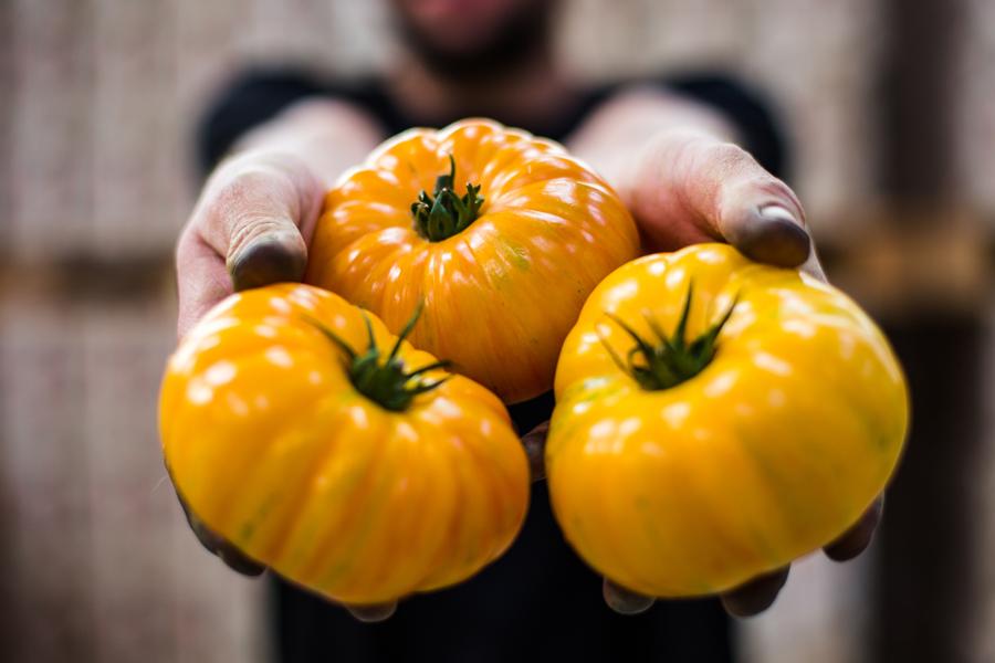 La tomate ananas d'antan | Fruits Prince de Bretagne
