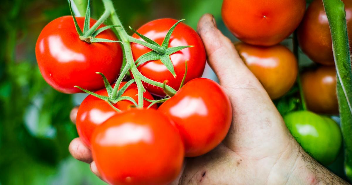 La tomate grappe bretonne | Fruits Prince de Bretagne