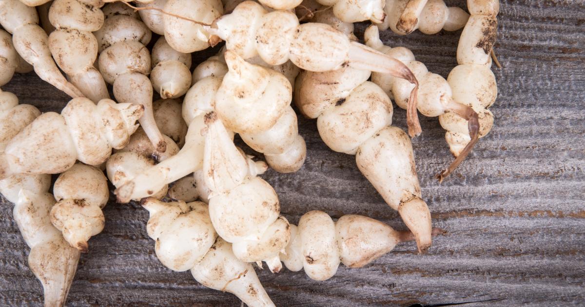 Le crosne | Légumes anciens maraîchers Prince de Bretagne