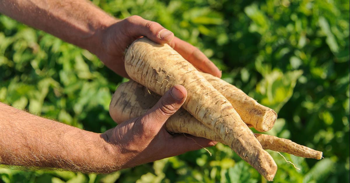 Le panais | Légumes anciens maraîchers Prince de Bretagne