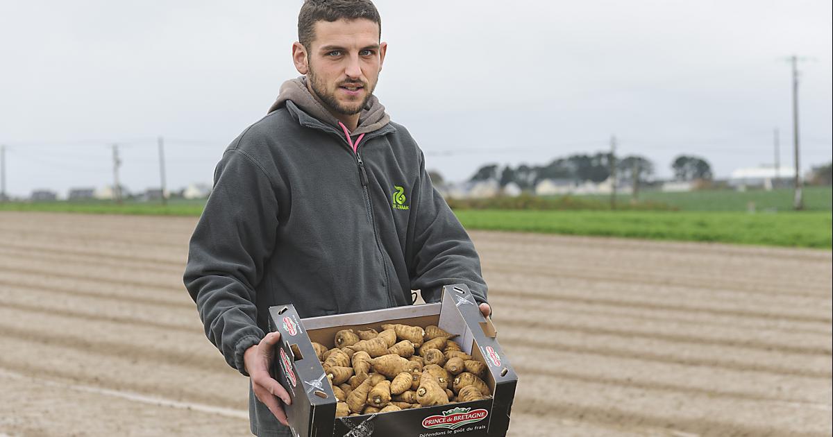 Turnip-rooted chervil | Prince de Bretagne Traditional vegetables