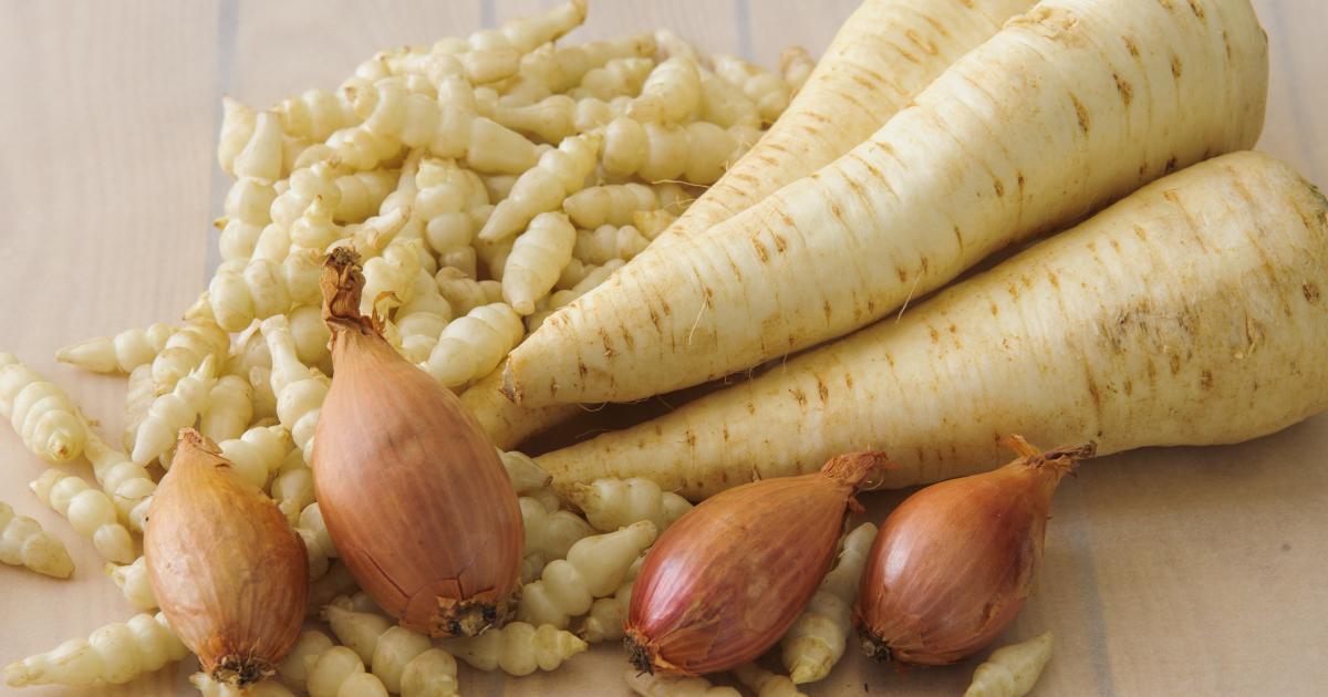 Le persil racine | Légumes anciens Prince de Bretagne