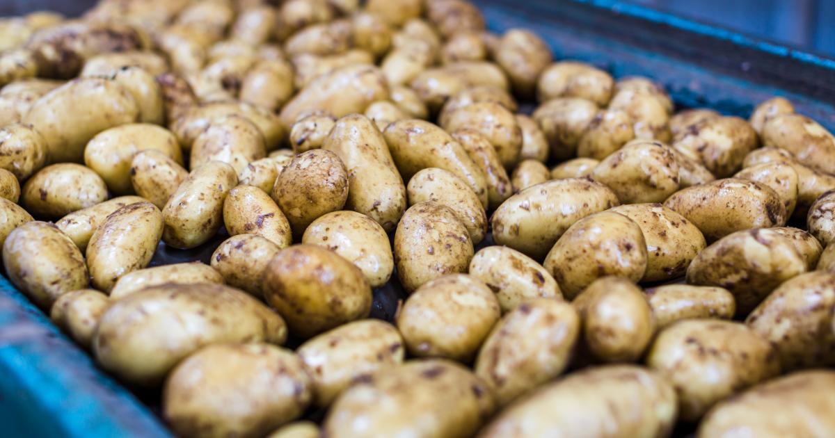 La pomme de terre primeur | Légumes Prince de Bretagne
