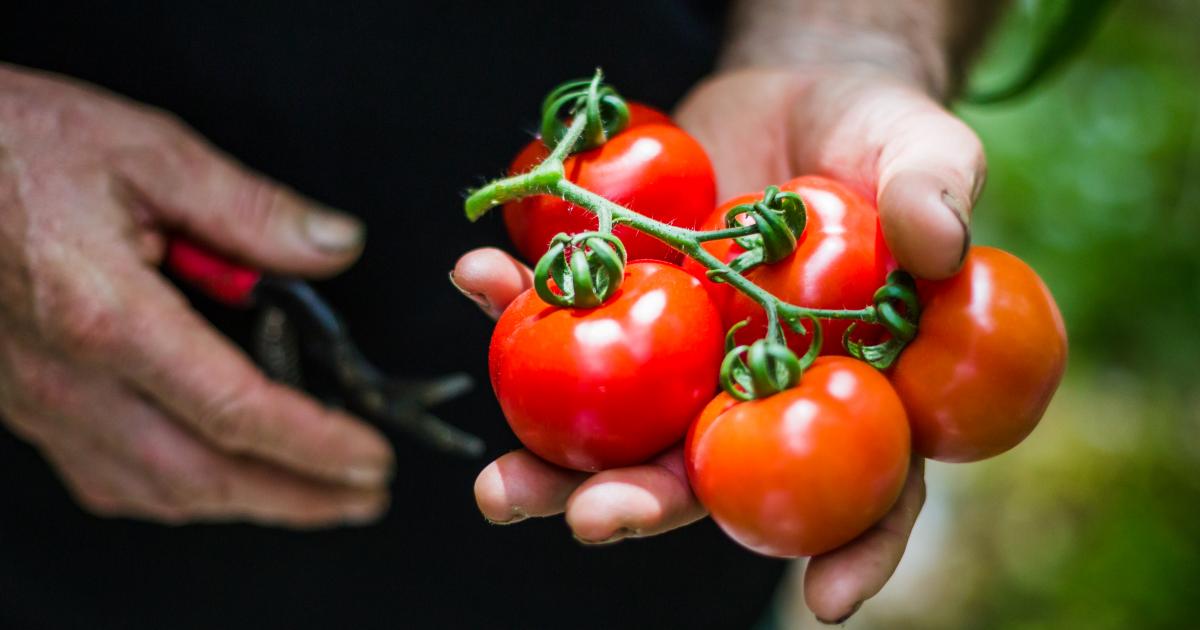 La tomate cocktail bretonne | Fruits Prince de Bretagne