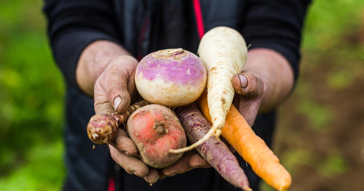 Purple turnips | Prince de Bretagne Traditional vegetables