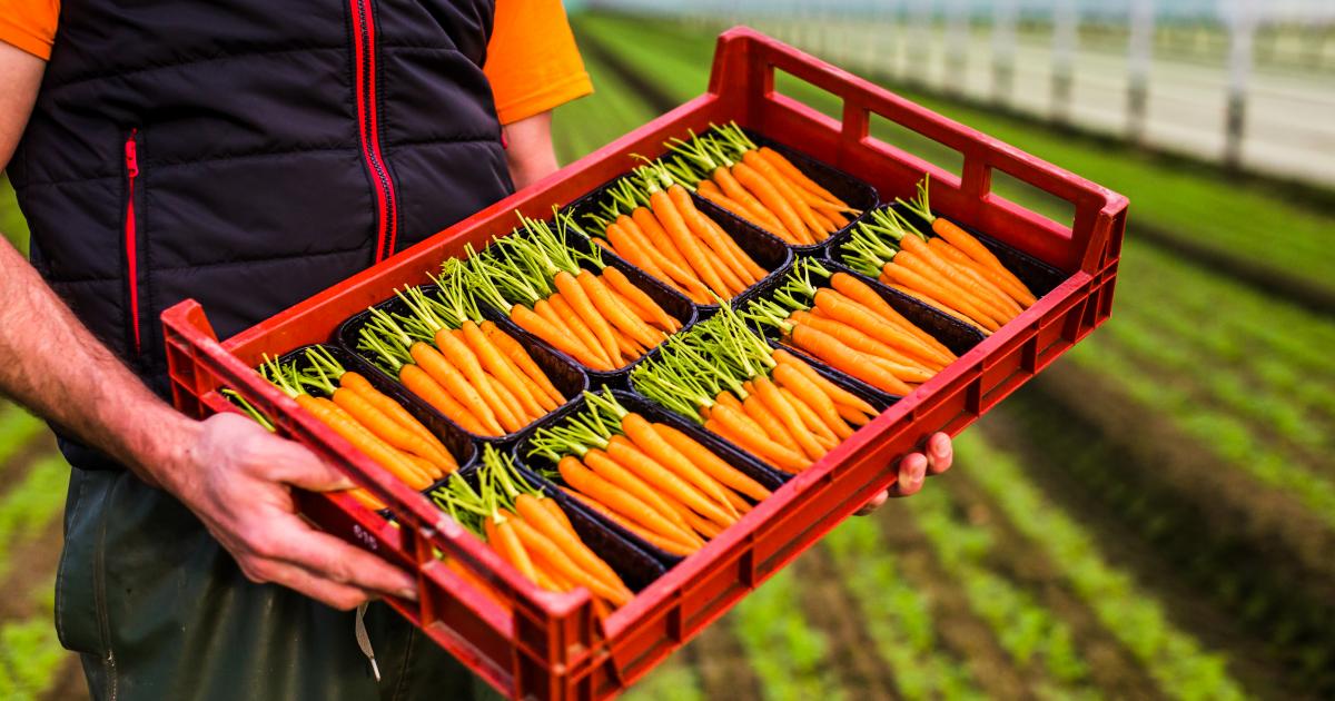 Mini carottes de couleurs | Mini légumes Prince de Bretagne