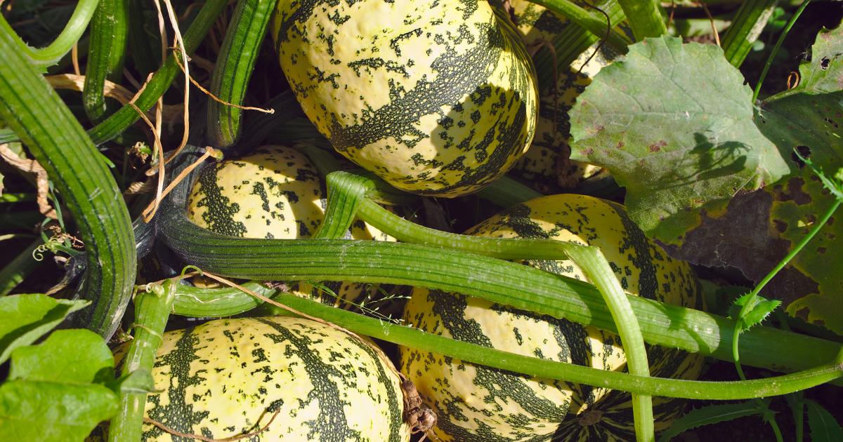 La courge patidou | Légumes maraîchers Prince de Bretagne
