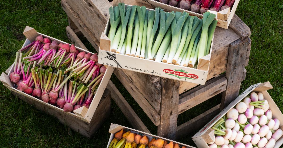 Le mini navet violet | Mini légumes Prince de Bretagne