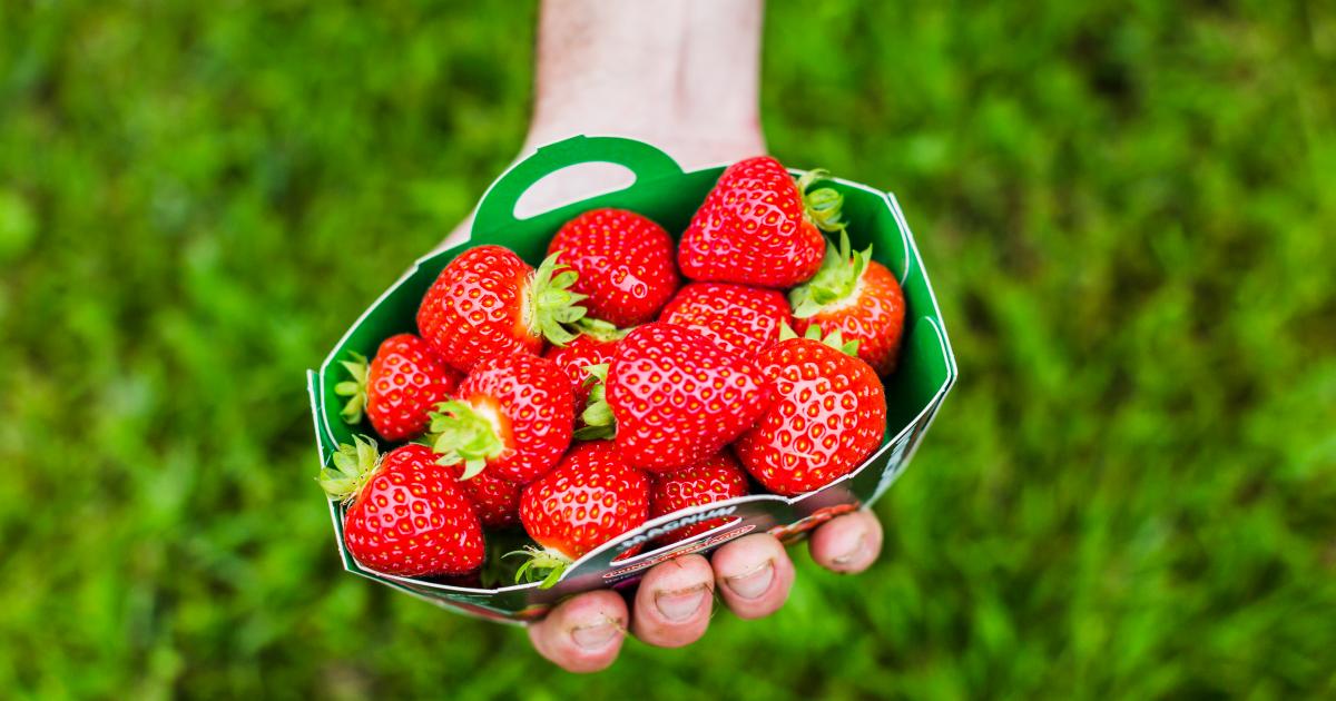 La fraise magnum bretonne | Fruits Prince de Bretagne